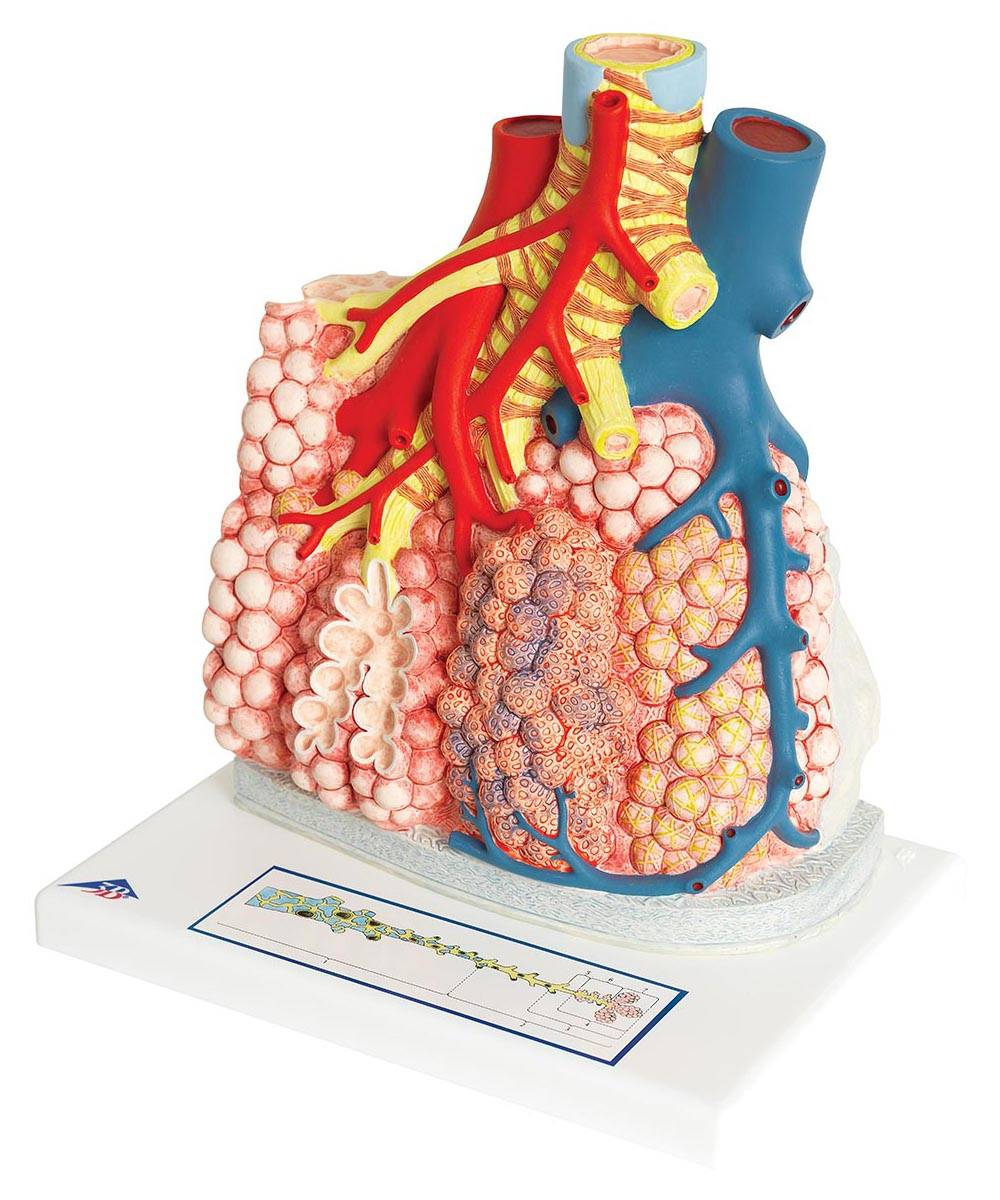 Pulmonary Lobule with Surrounding Blood Vessels