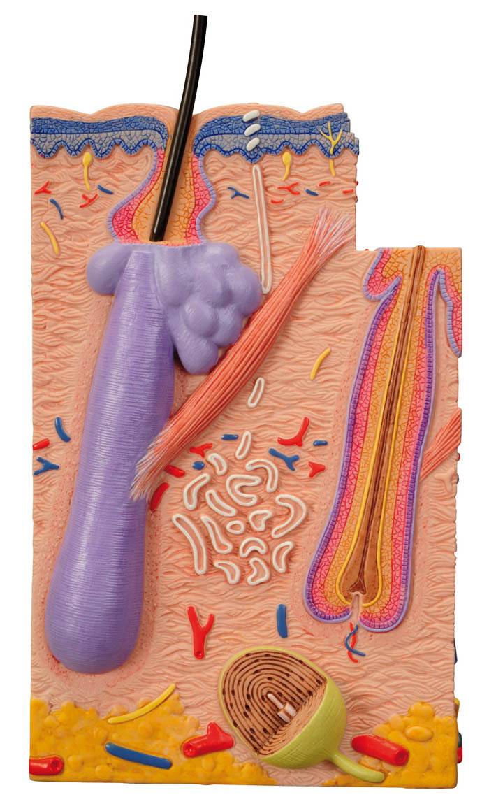3B Scientific 3 Part Skin Model