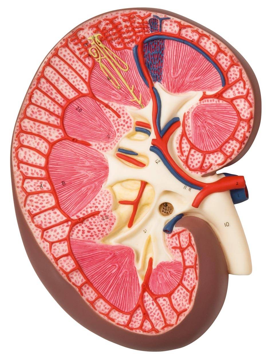 3B Scientific K10 Kidney Section Model 3 Times Full Size