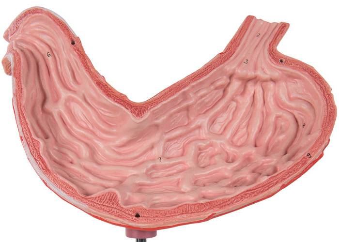 3B Scientific K15 Stomach Model 2-Part