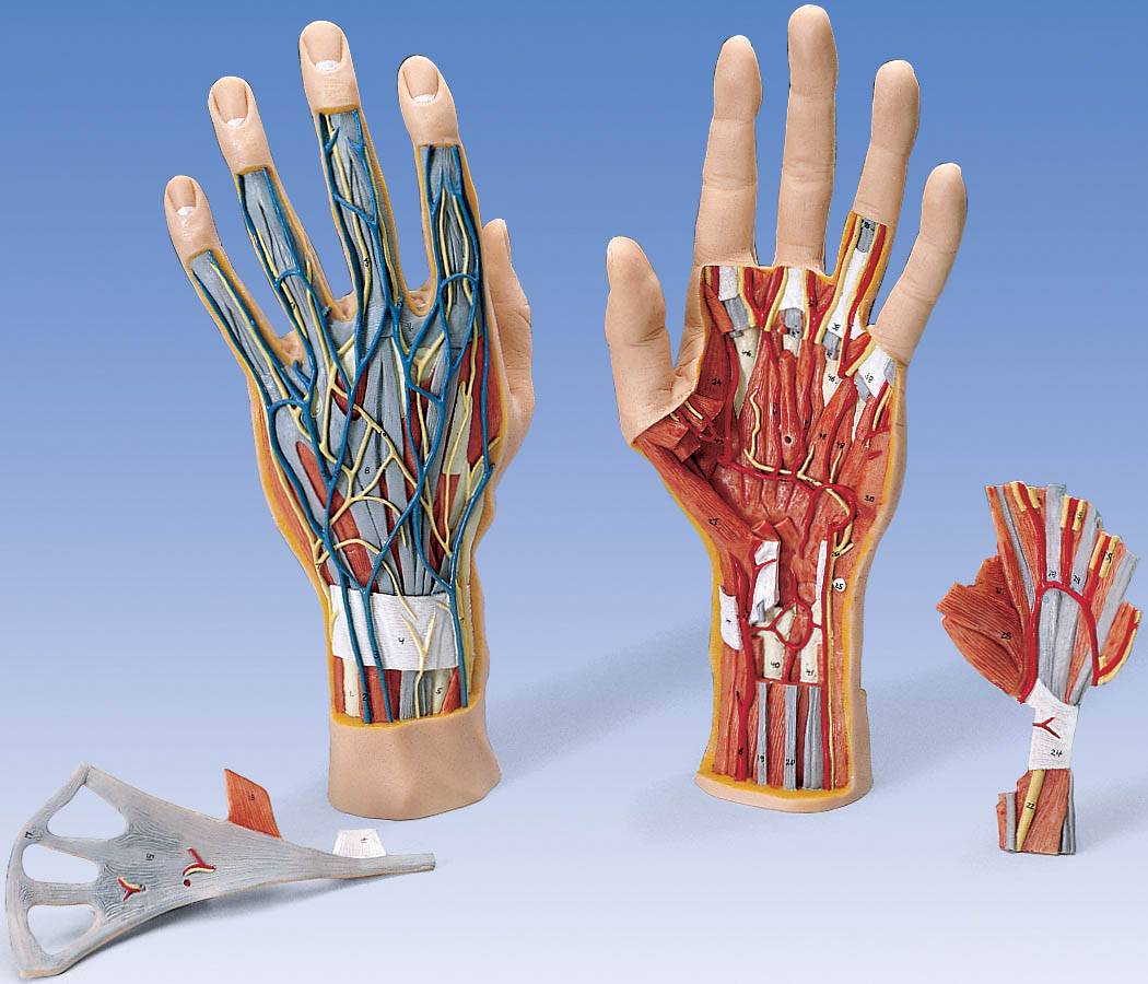 3B Scientific M18 Internal Hand Structure Model 3-Part