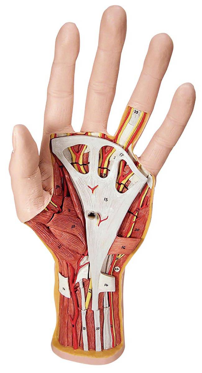 3B Scientific M18 Internal Hand Structure Model 3-Part