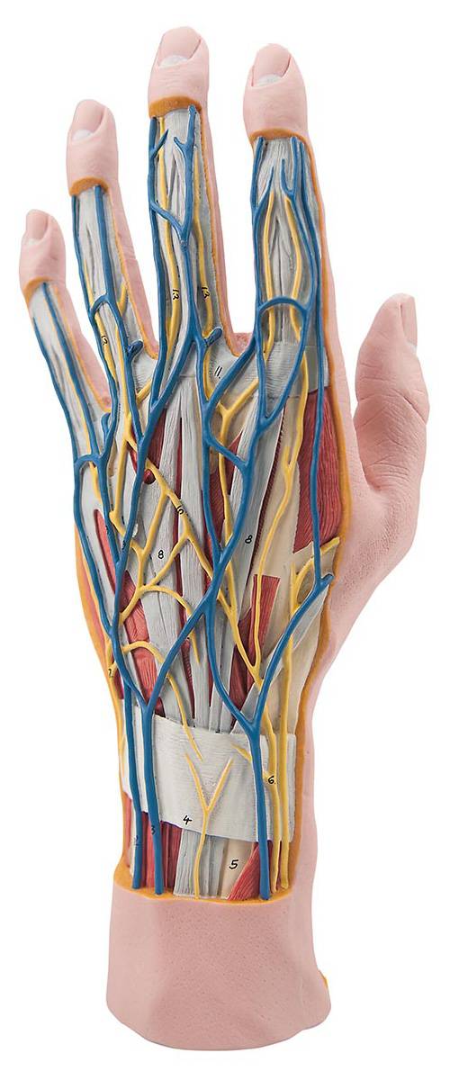 3B Scientific M18 Internal Hand Structure Model 3-Part