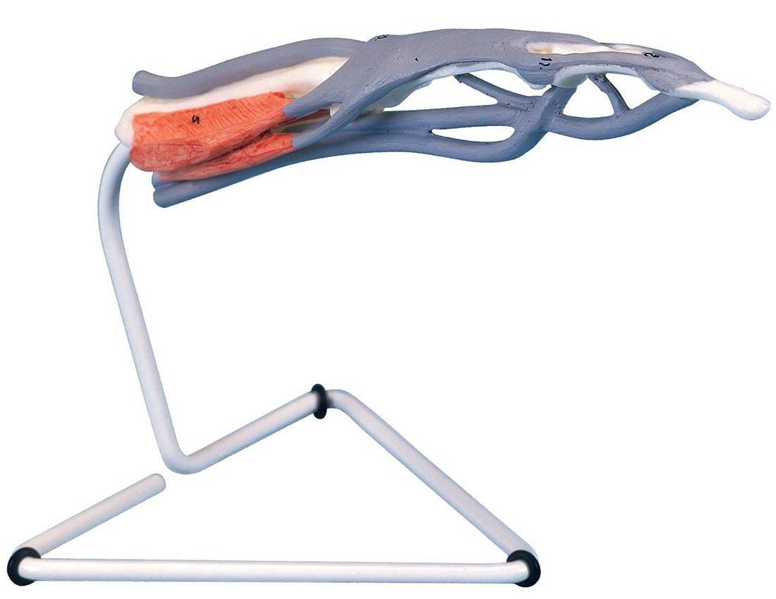 3B Scientific M19 Internal Finger Structure Model