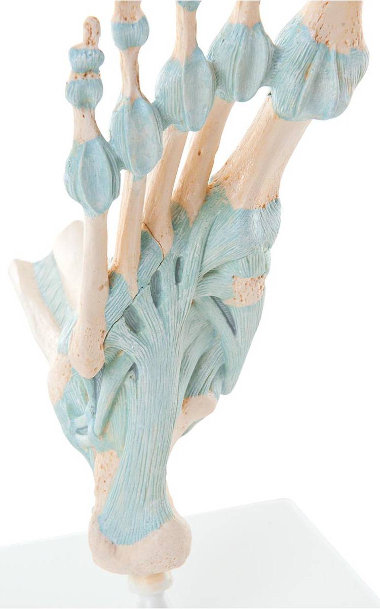 3B Scientific M34 Foot Skeleton with Ligaments Model