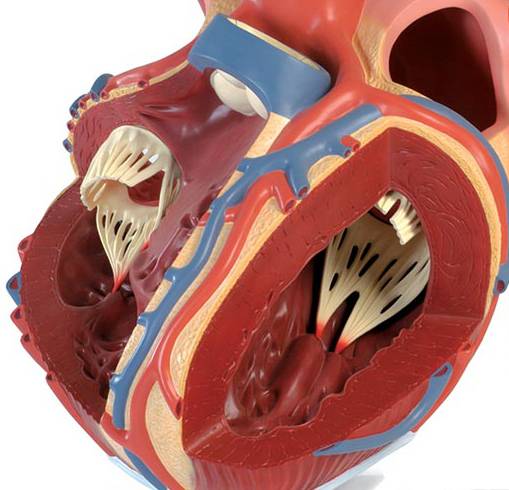 3B Scientific VD250 Giant Heart Model 8 Times Life-Size