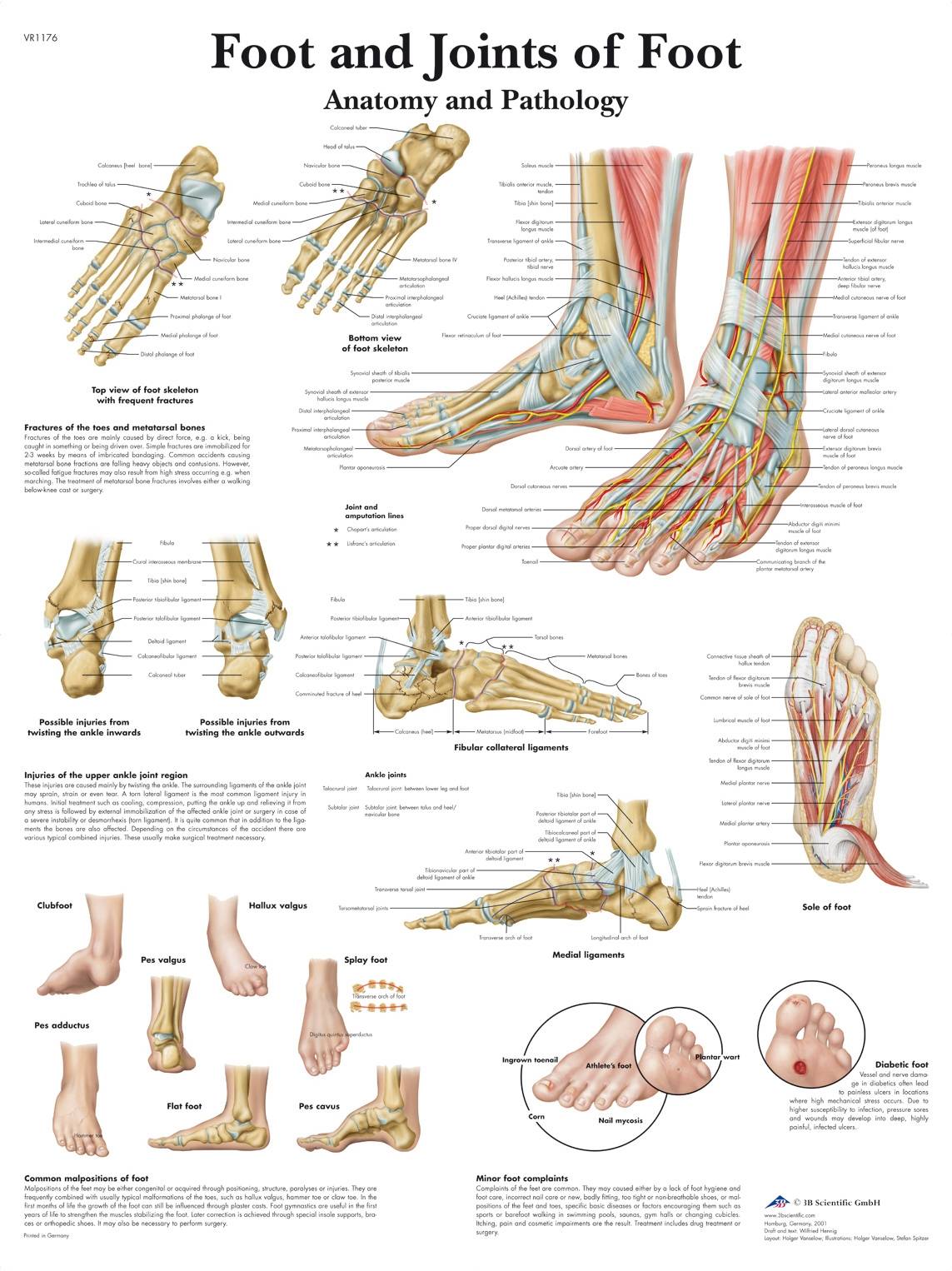 3B Scientific Foot and Joints of Foot Chart