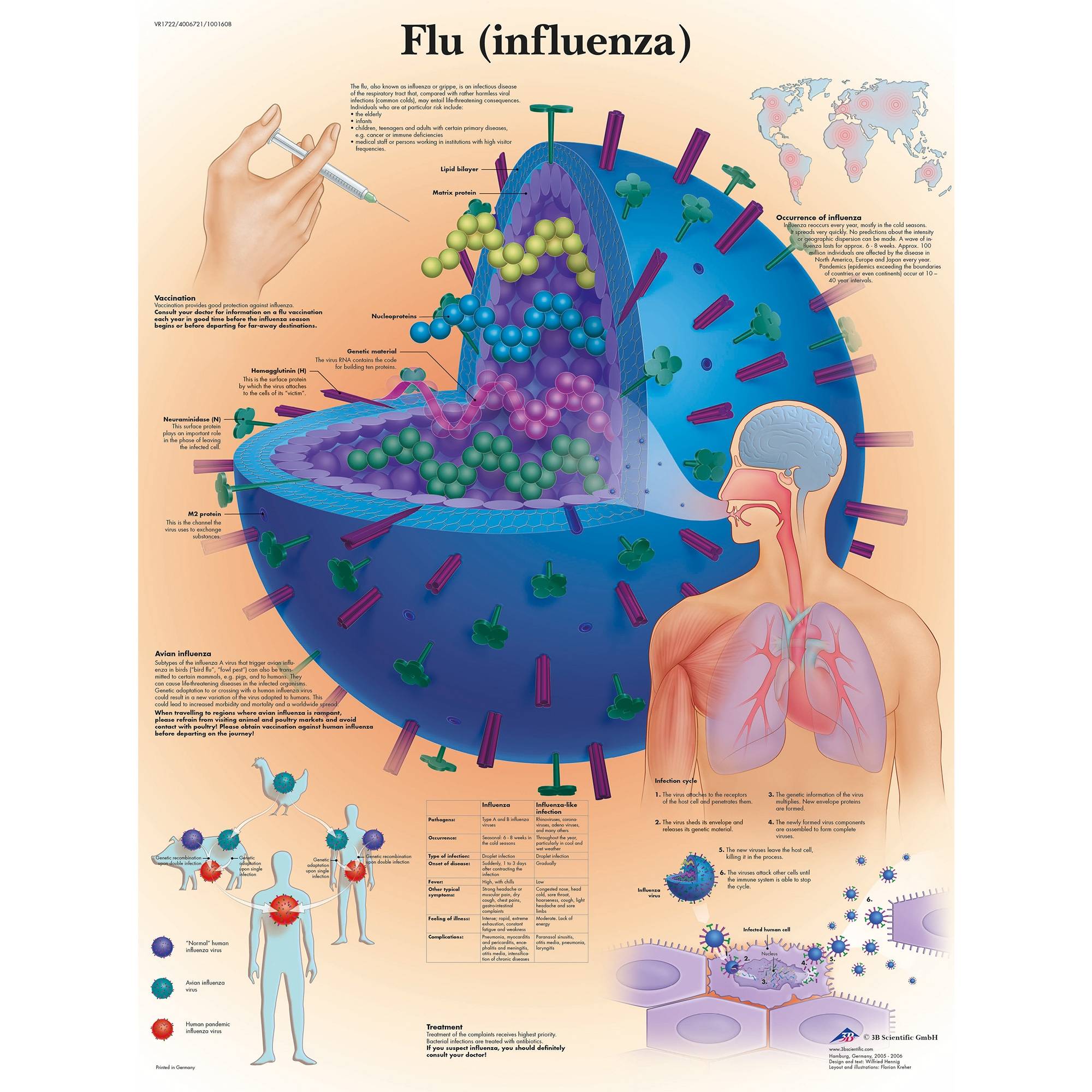 3B Scientific Flu (Influenza) Chart