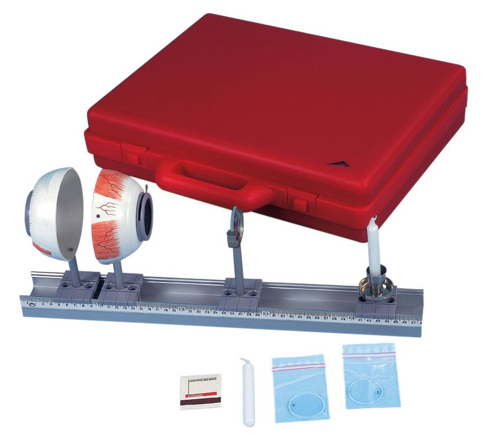 3B Scientific Physical Eye Model