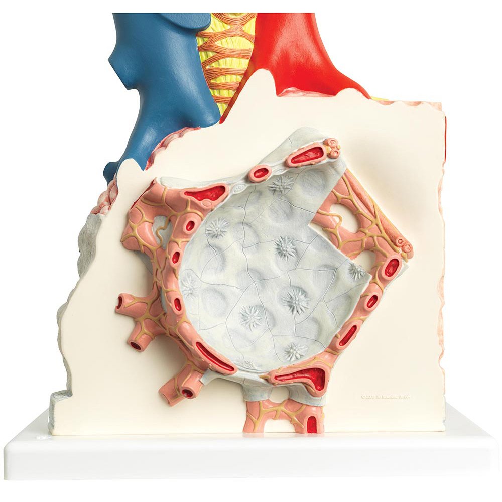 Pulmonary Lobule with Surrounding Blood Vessels