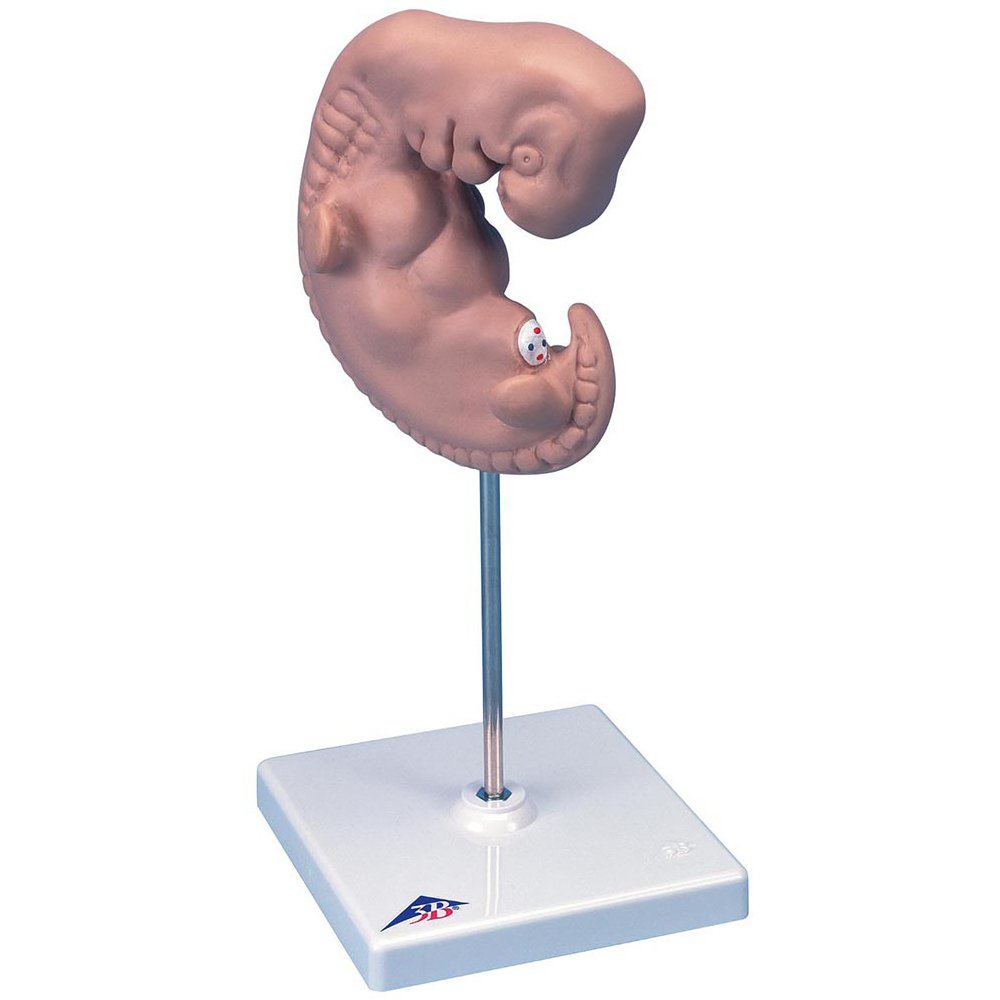 3B Scientific L15 Embryo Model 25 Times Life-Size
