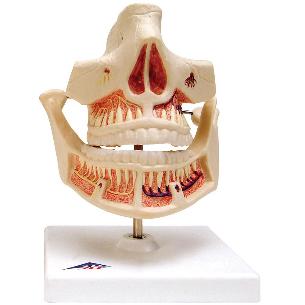 3B Scientific VE281 Adult Denture Model
