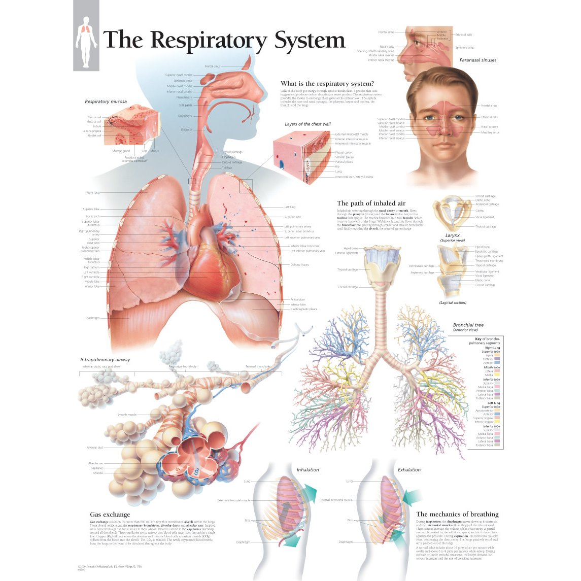 respiratory system labeled for kids