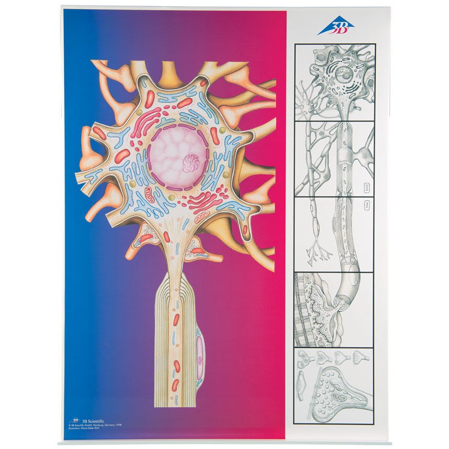 3B Scientific C40 Physiology of Nerves Model