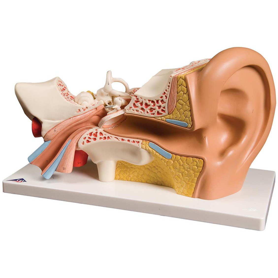 3B Scientific E10 Four-Part Ear Model 3x Life-Size