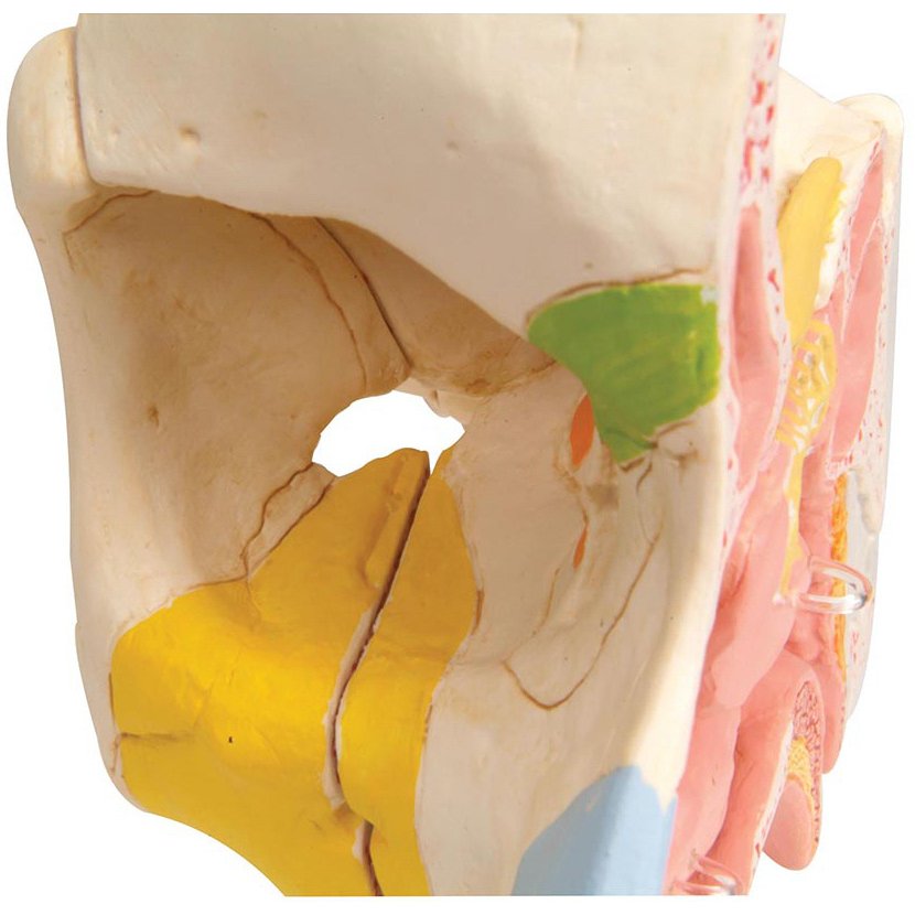 3B Scientific E20 Nose Model with Paranasal Sinuses 5-Part