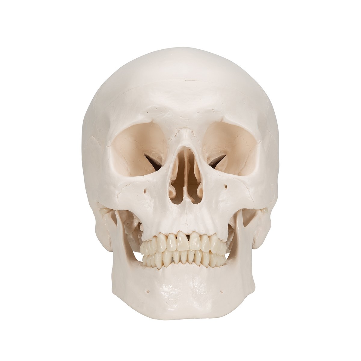 3B Scientific A20 Classic 3-Part Human Skull Anatomical Model