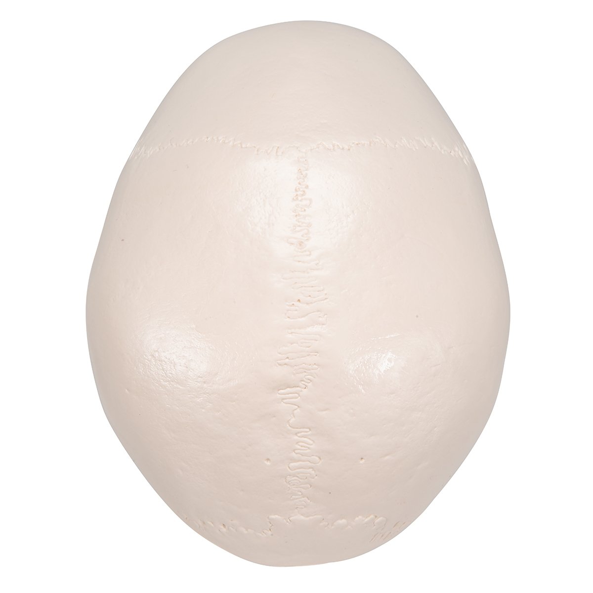 3B Scientific A20 Classic 3-Part Human Skull Anatomical Model