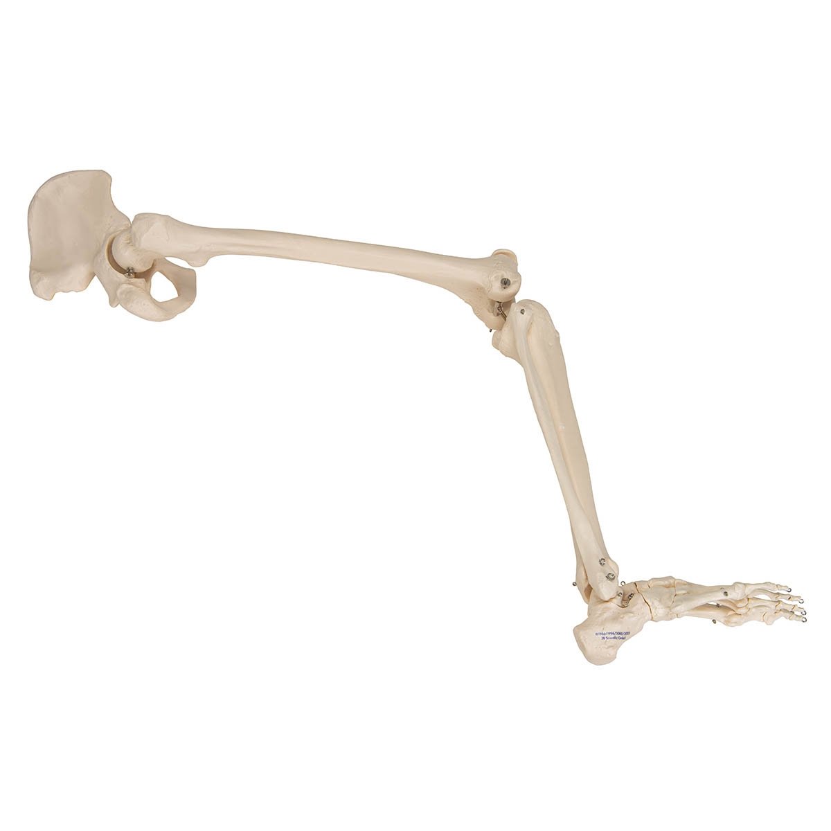 3B Scientific A36L Leg Skeleton with Hip Bone