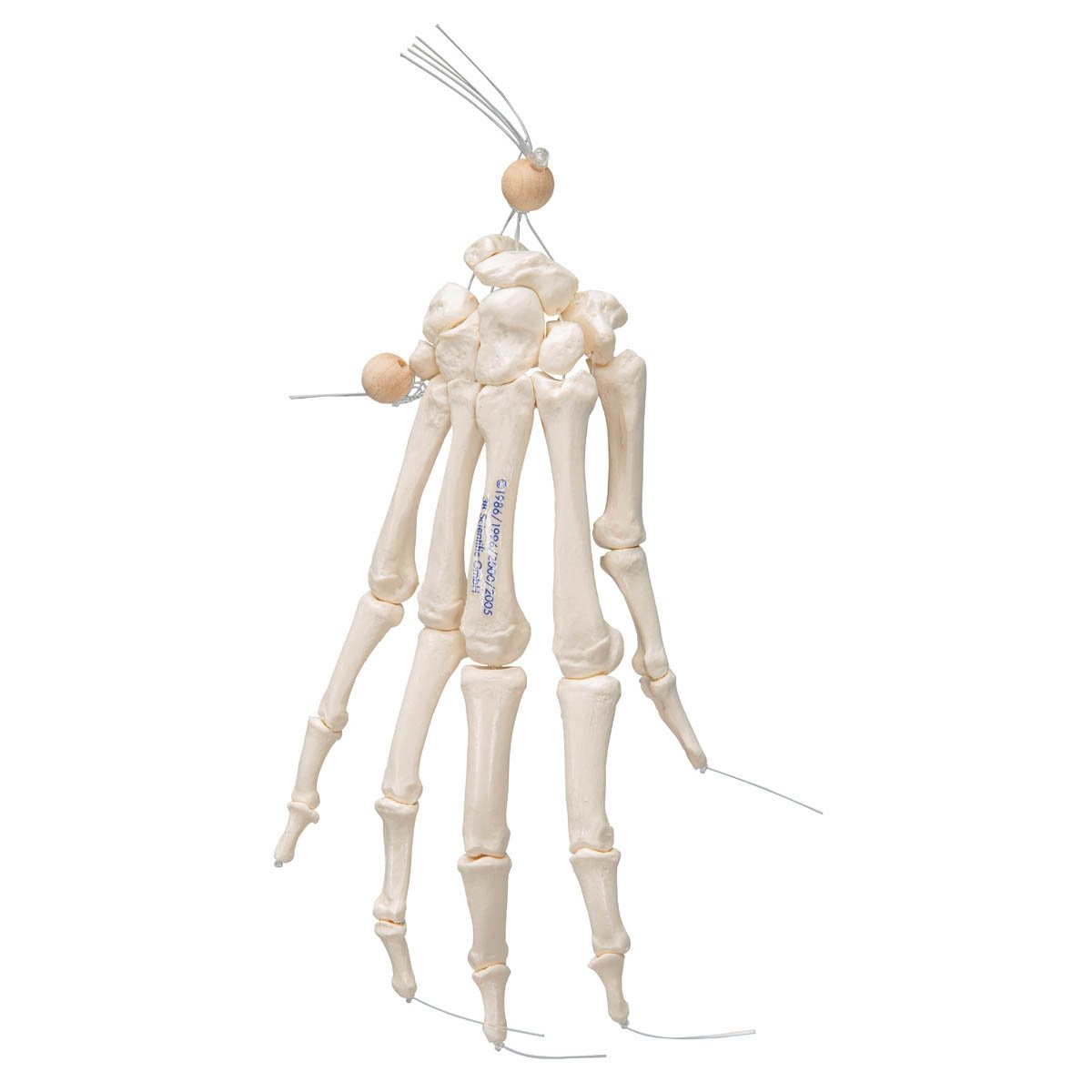 3B Scientific A40-2L Hand Skeleton Loosely Threaded on Nylon 3B Smart ...