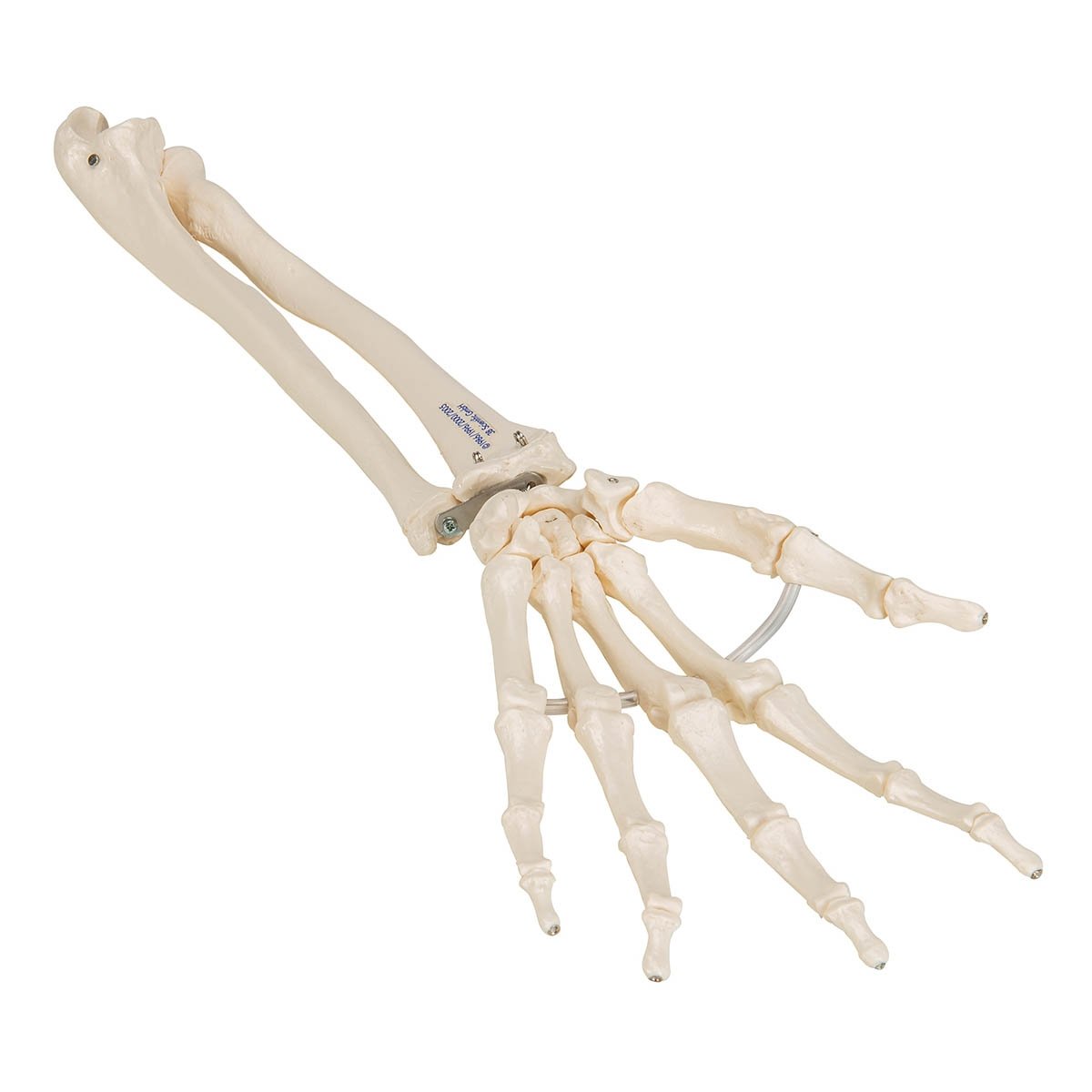 3B Scientific A40-3L Loose Hand Skeleton with Ulna Radius Portions