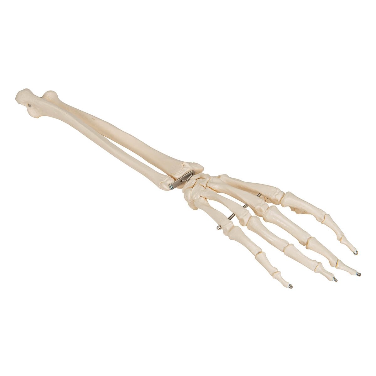 3B Scientific A41L Hand Skeleton Ulna Radius Portions Wire Mount