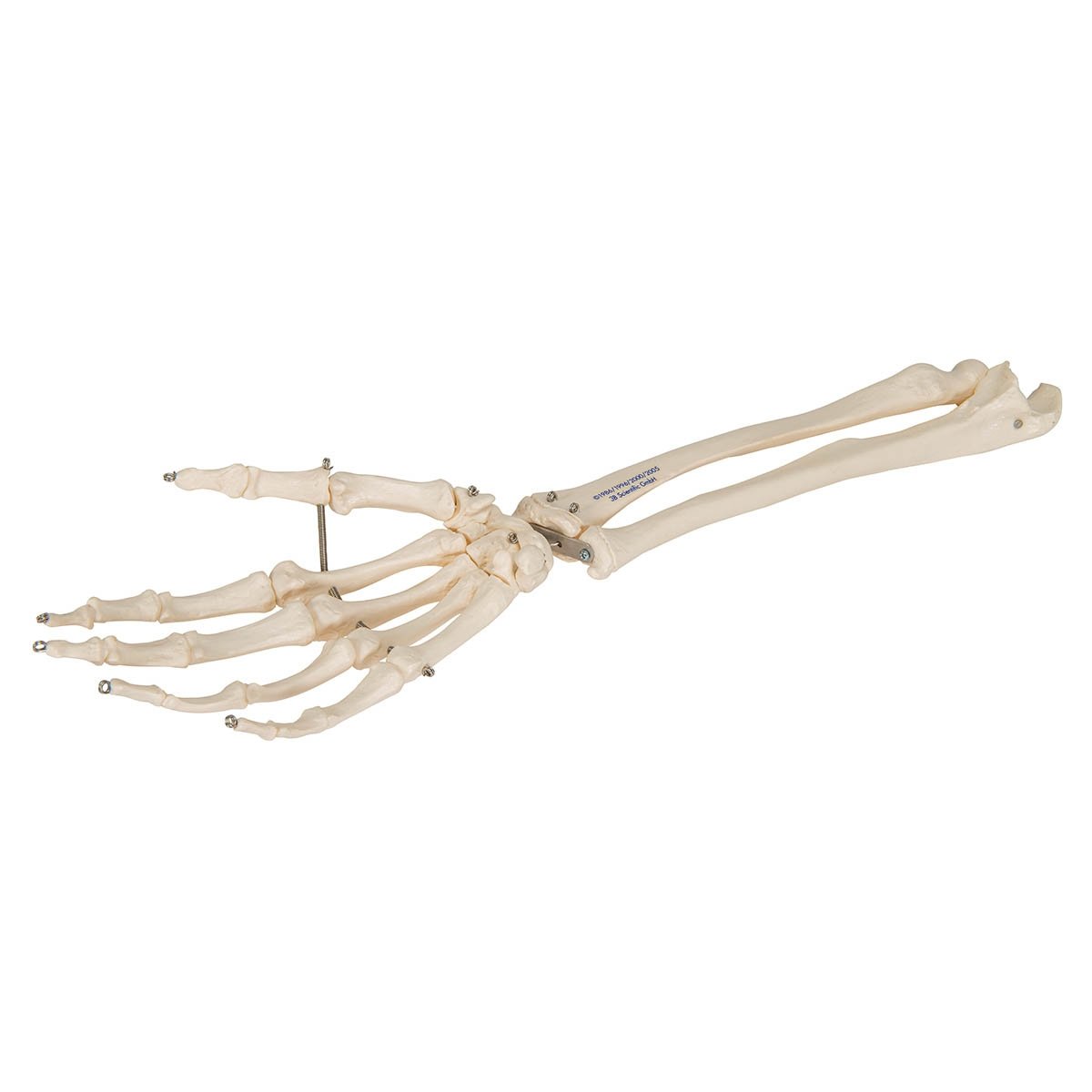 3B Scientific A41L Hand Skeleton Ulna Radius Portions Wire Mount
