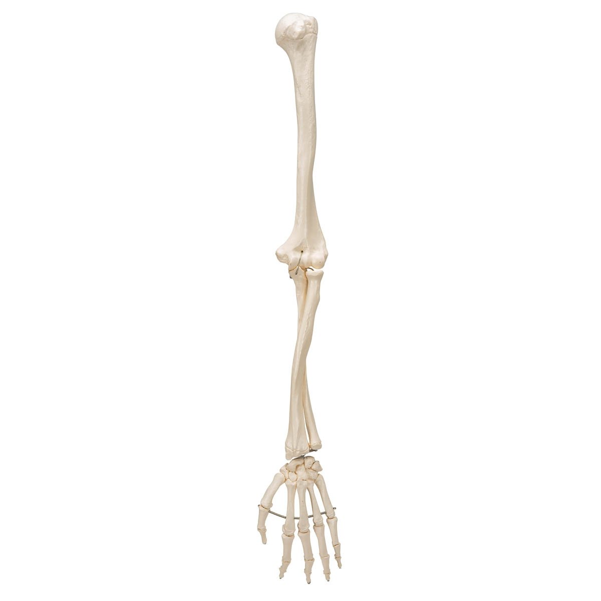 3B Scientific A45 Arm Skeleton Model Wire Mounted - 3B Smart Anatomy