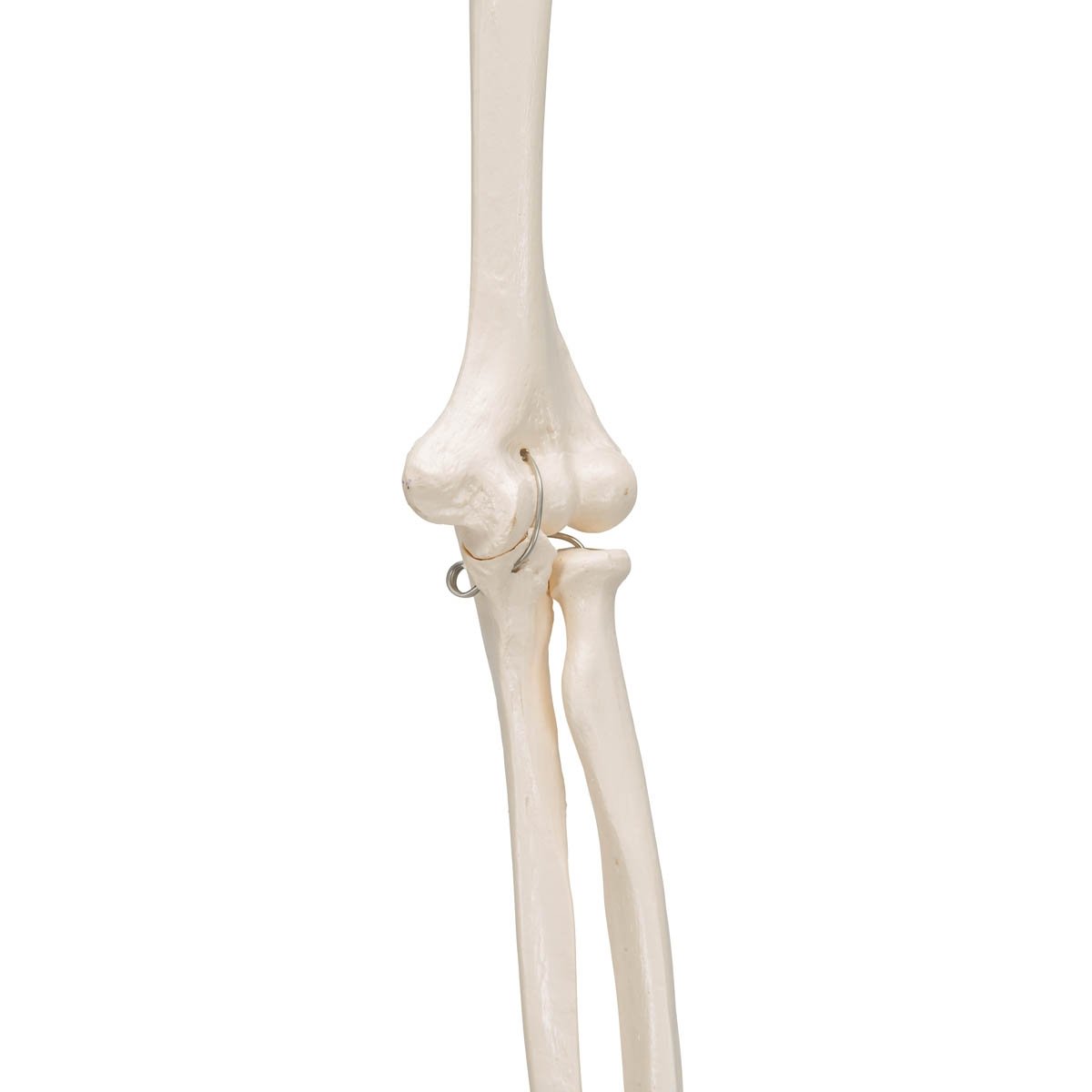 3B Scientific A45 Arm Skeleton Model Wire Mounted - 3B Smart Anatomy