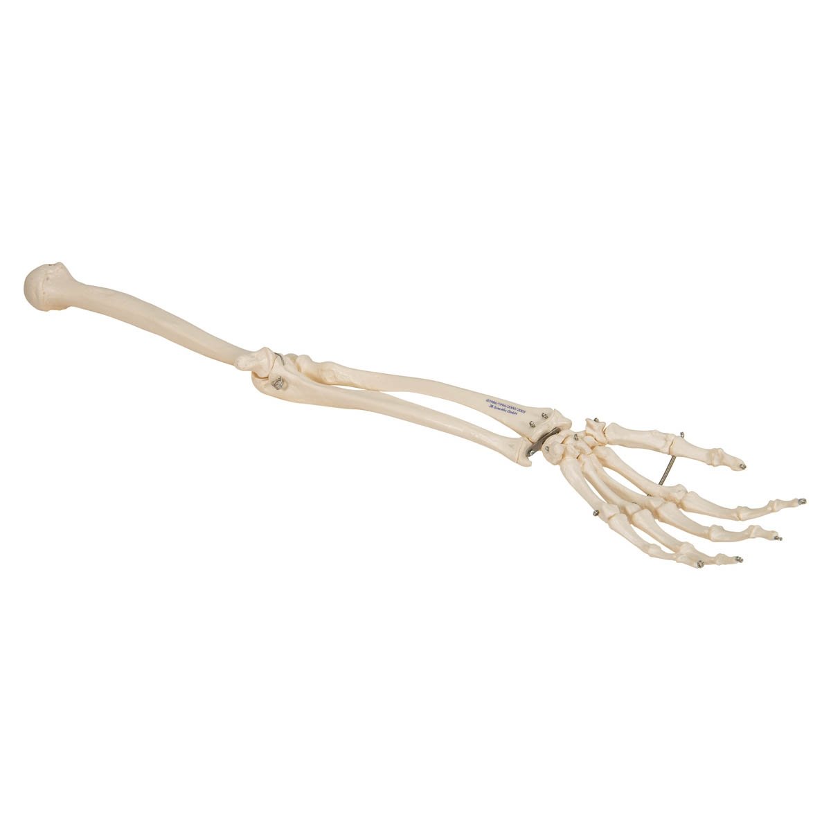 3B Scientific A45 Arm Skeleton Model Wire Mounted - 3B Smart Anatomy