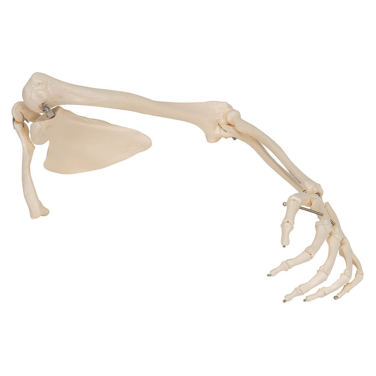 3B Scientific A46L Arm Skeleton with Scapula & Clavicle Model 3B Smart ...