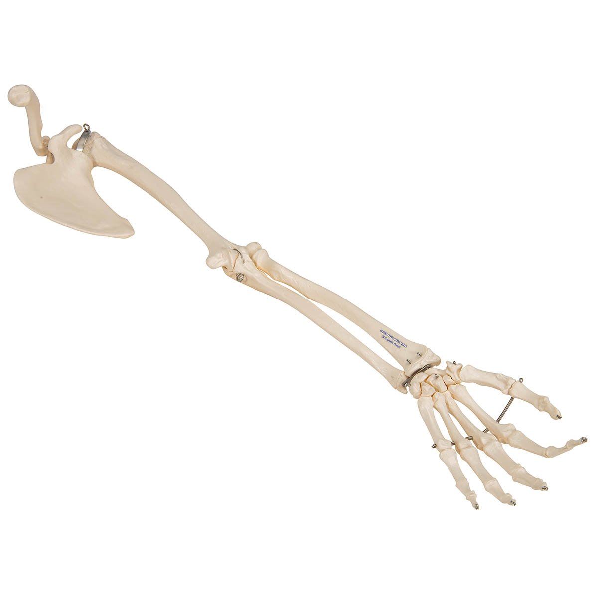 3B Scientific A46L Arm Skeleton with Scapula & Clavicle Model 3B Smart ...