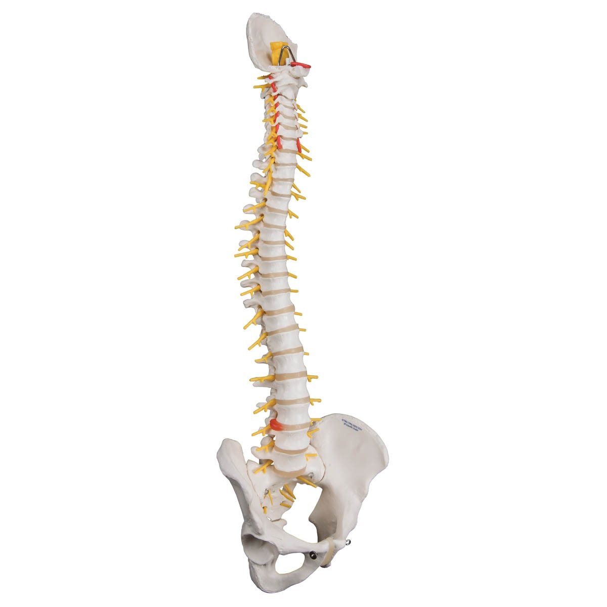 3B Scientific A58-5 Deluxe Flexible Spine with Brain Stem Opened Sacrum