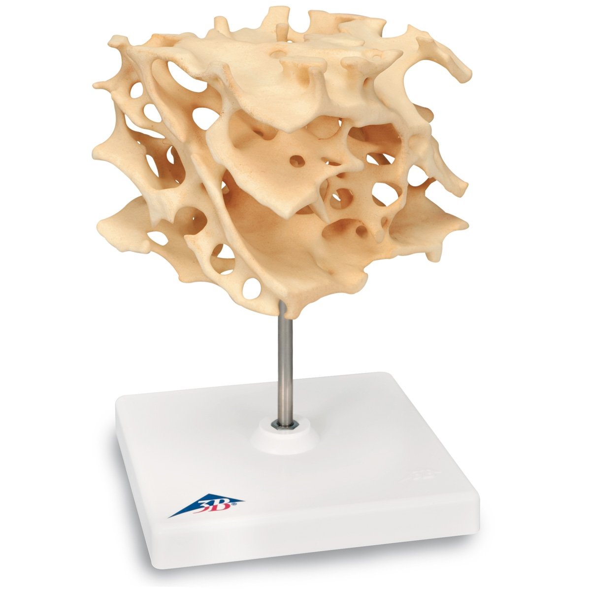Spongy Bone Model