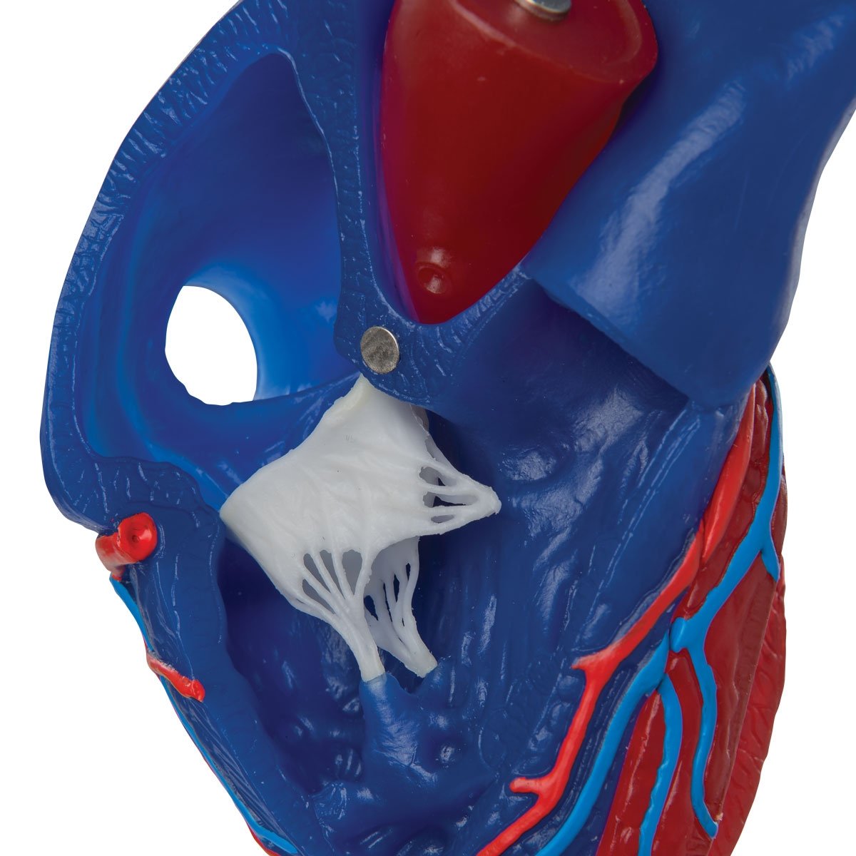 3B Scientific G01/1 Magnetic Heart model - Life Sized (5 Parts)