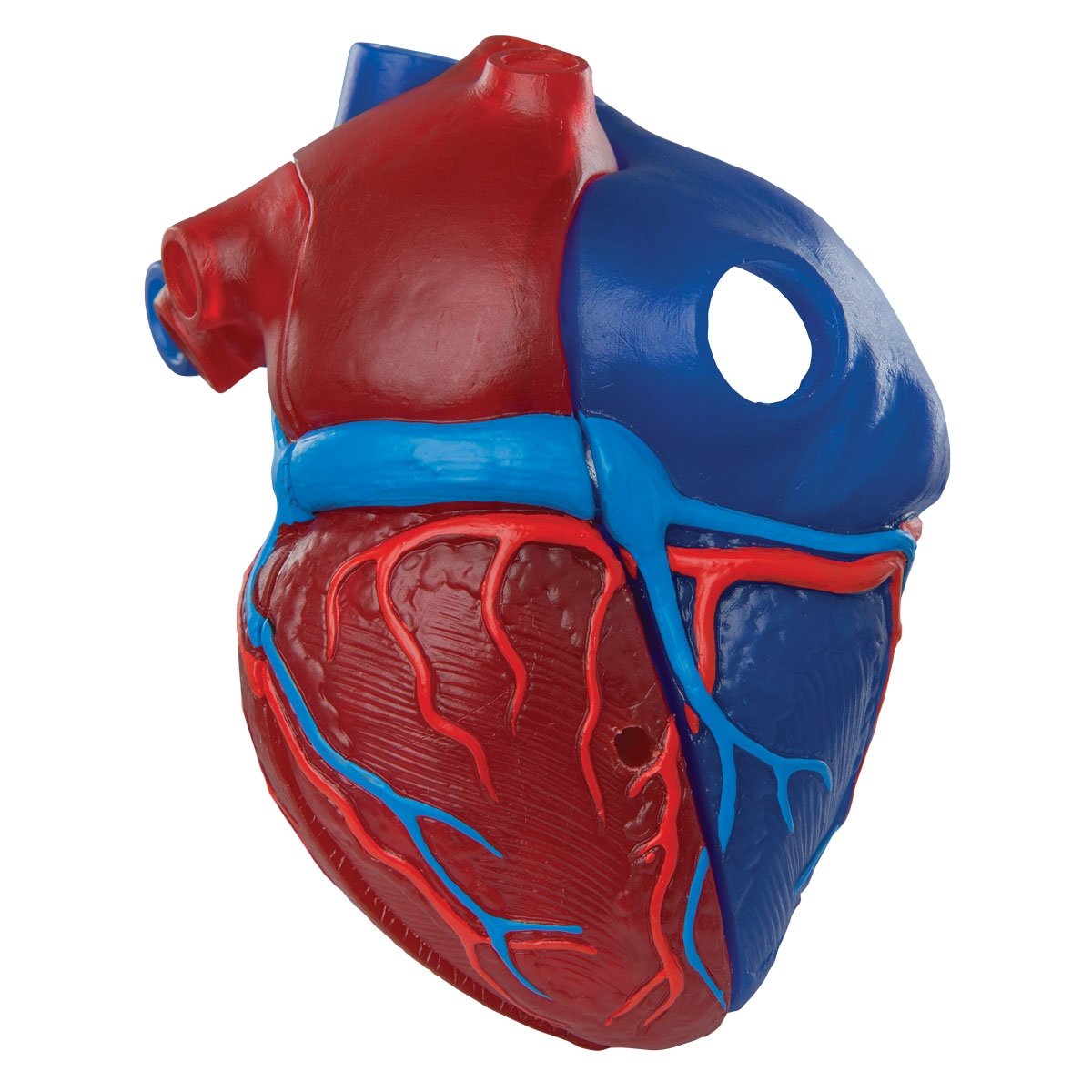 3B Scientific G01/1 Magnetic Heart model - Life Sized (5 Parts)