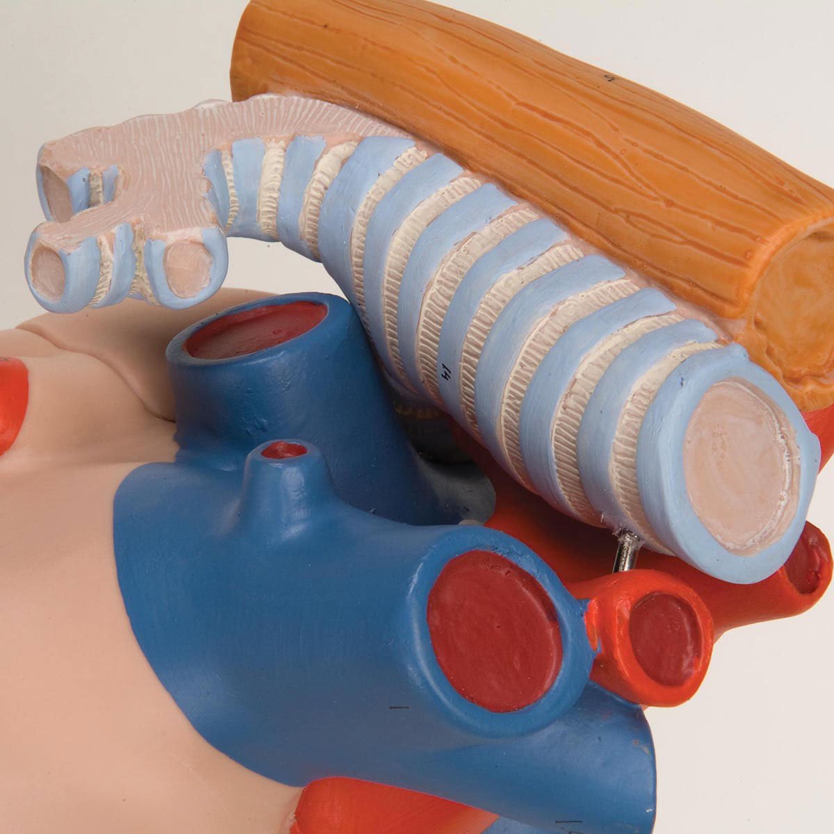 Esophagus Trachea Model