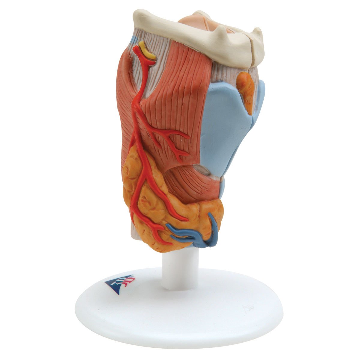 Trachea Model