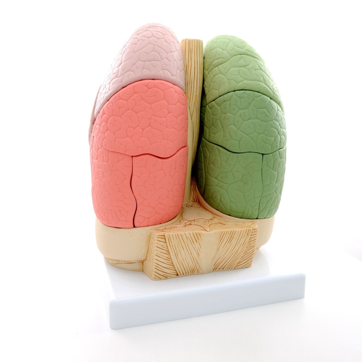 3B Scientific G70 Segmented Lung Model