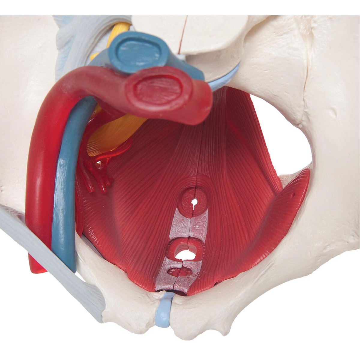 3B Scientific H20-4 Female Pelvis Model 6-Part