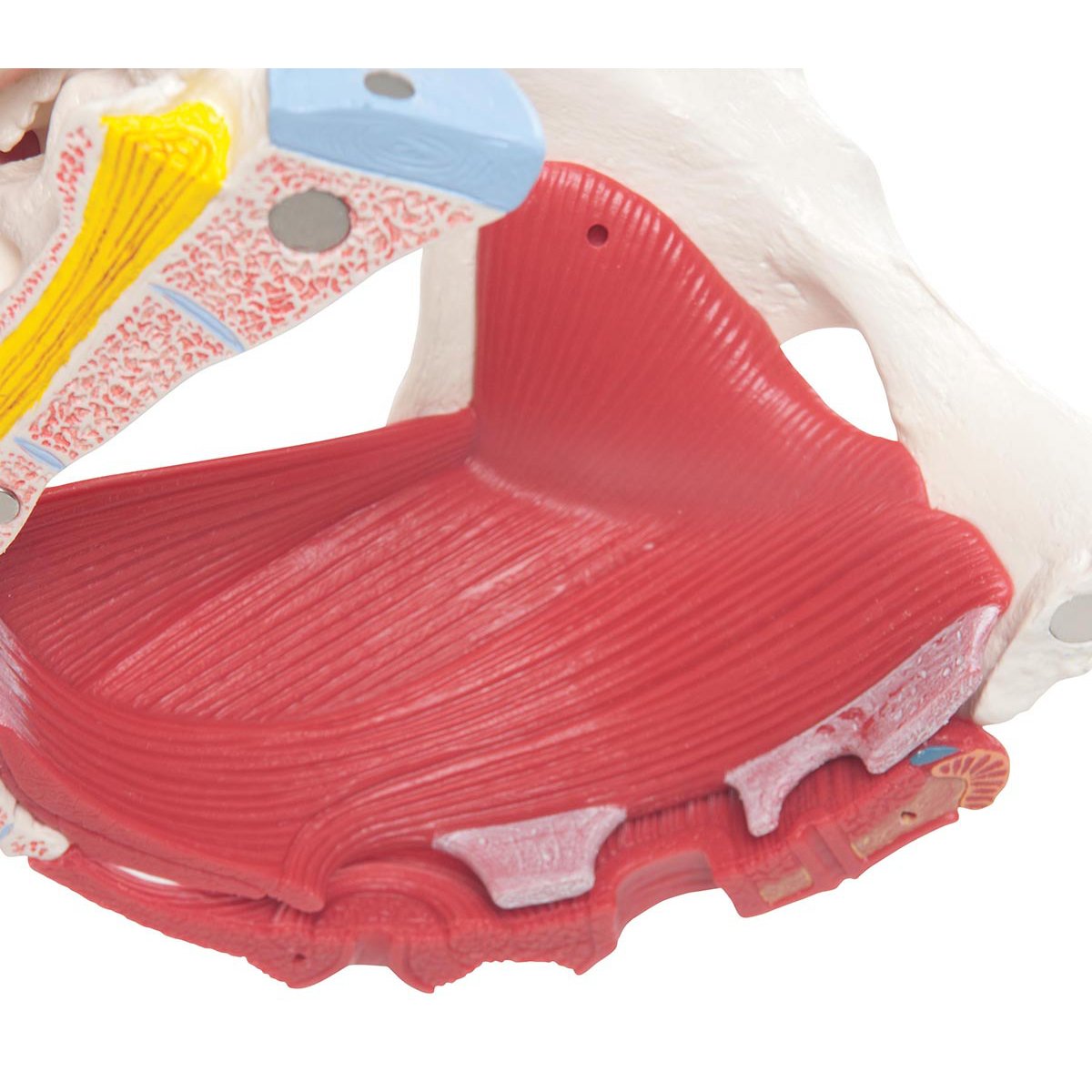 3B Scientific H20-4 Female Pelvis Model 6-Part