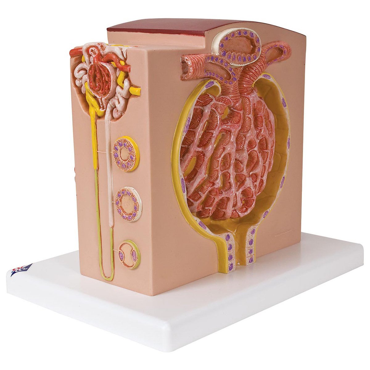 3B Scientific K13 MICROanatomy Kidney Model