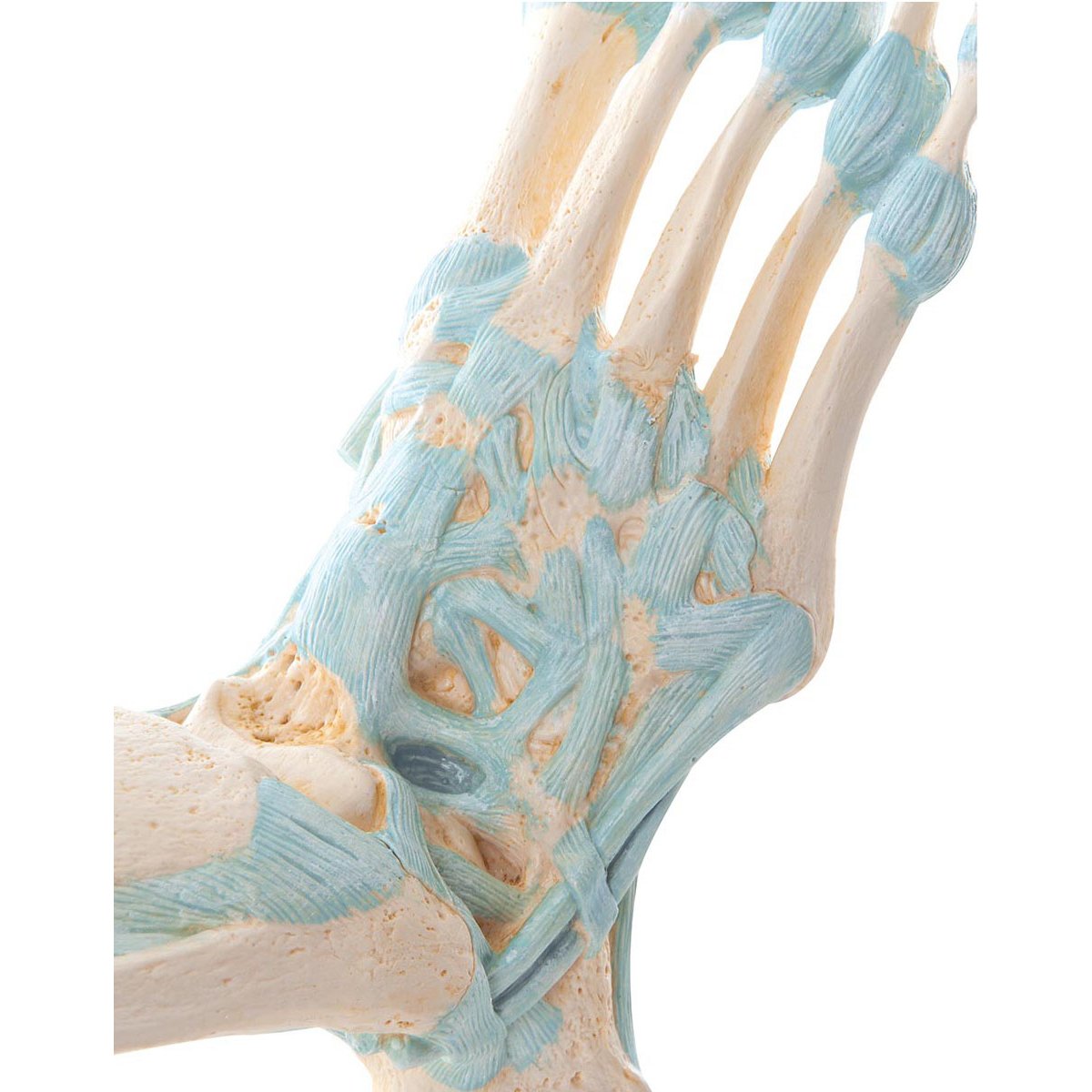 3B Scientific M34 Foot Skeleton with Ligaments Model