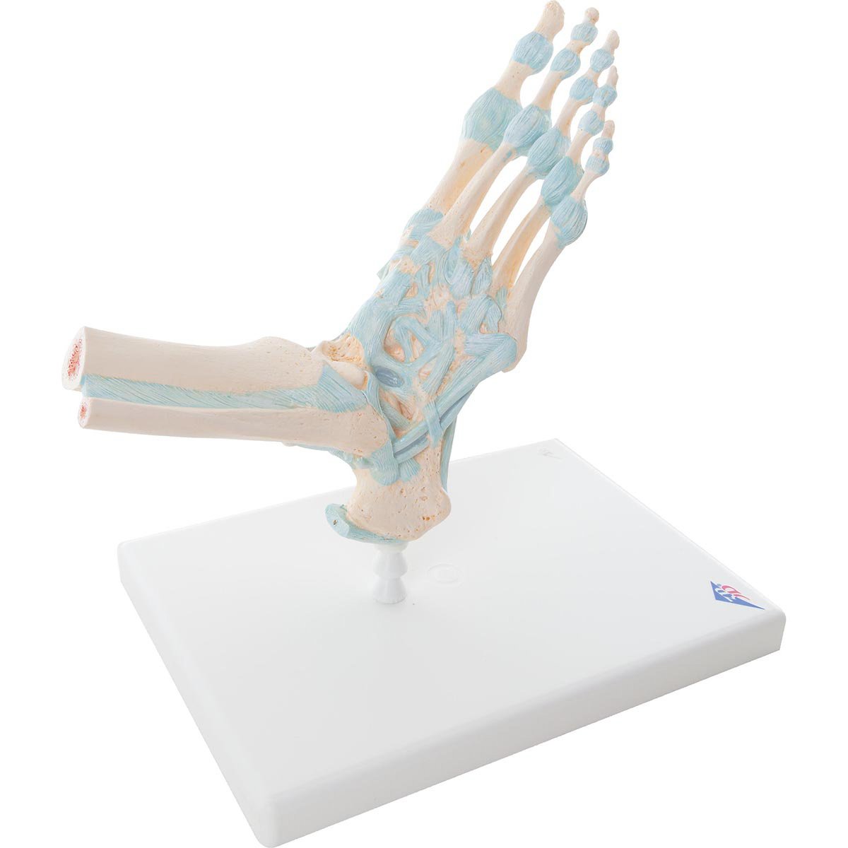3B Scientific M34 Foot Skeleton with Ligaments Model