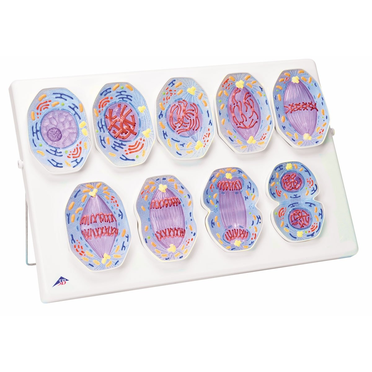 3B Scientific R01/1 Mitosis Model