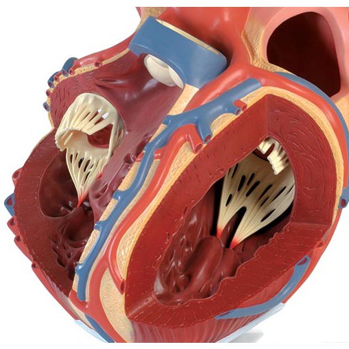 3B Scientific VD250 Giant Heart Model 8 Times Life-Size