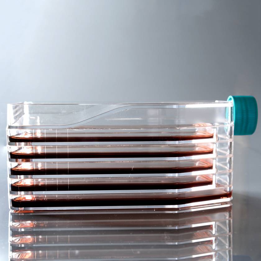 NEST Scientific 5-Layer Cell Culture Flask with Cap, Sterile