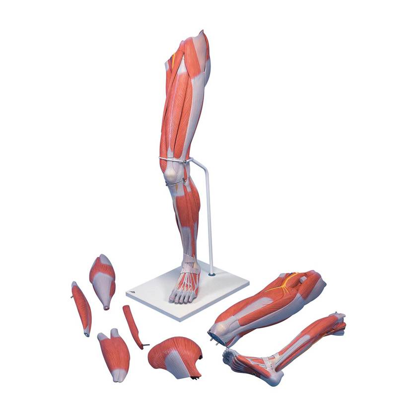 3B Scientific Lower Intramuscular Injection Training Set