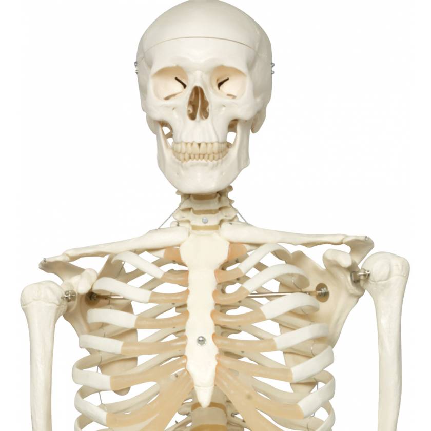 3B Scientific A10-1 Stan the Skeleton Model on Hanging Roller Stand