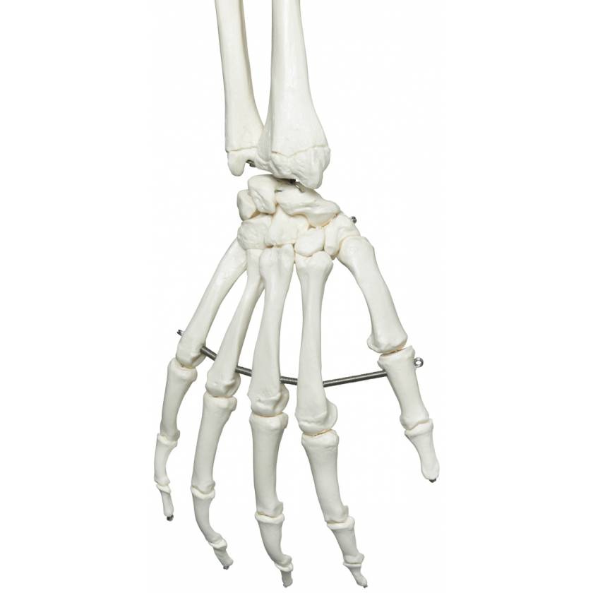 3B Scientific A10-1 Stan the Skeleton Model on Hanging Roller Stand